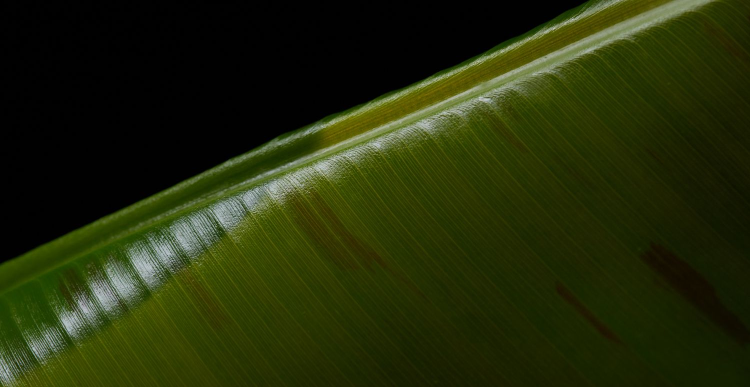 Banana: Sigatoka prevention with Kata spray oil Orozco